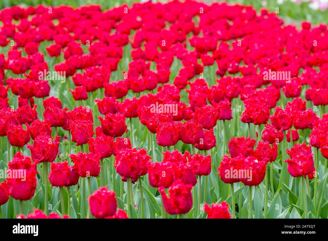 Tulips, the biggest symbol of beauty in netherlands. Field of tulips ...