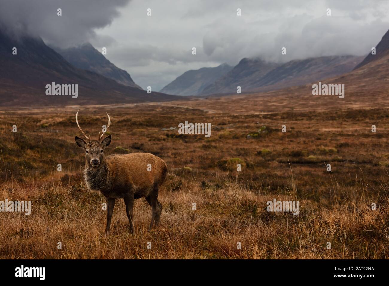 Red Deer Stag, Glencoe Stock Photo - Alamy