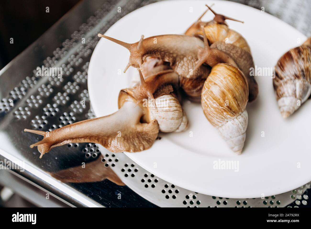 Fresh snails on a white plate ready to serve and eat Stock Photo - Alamy