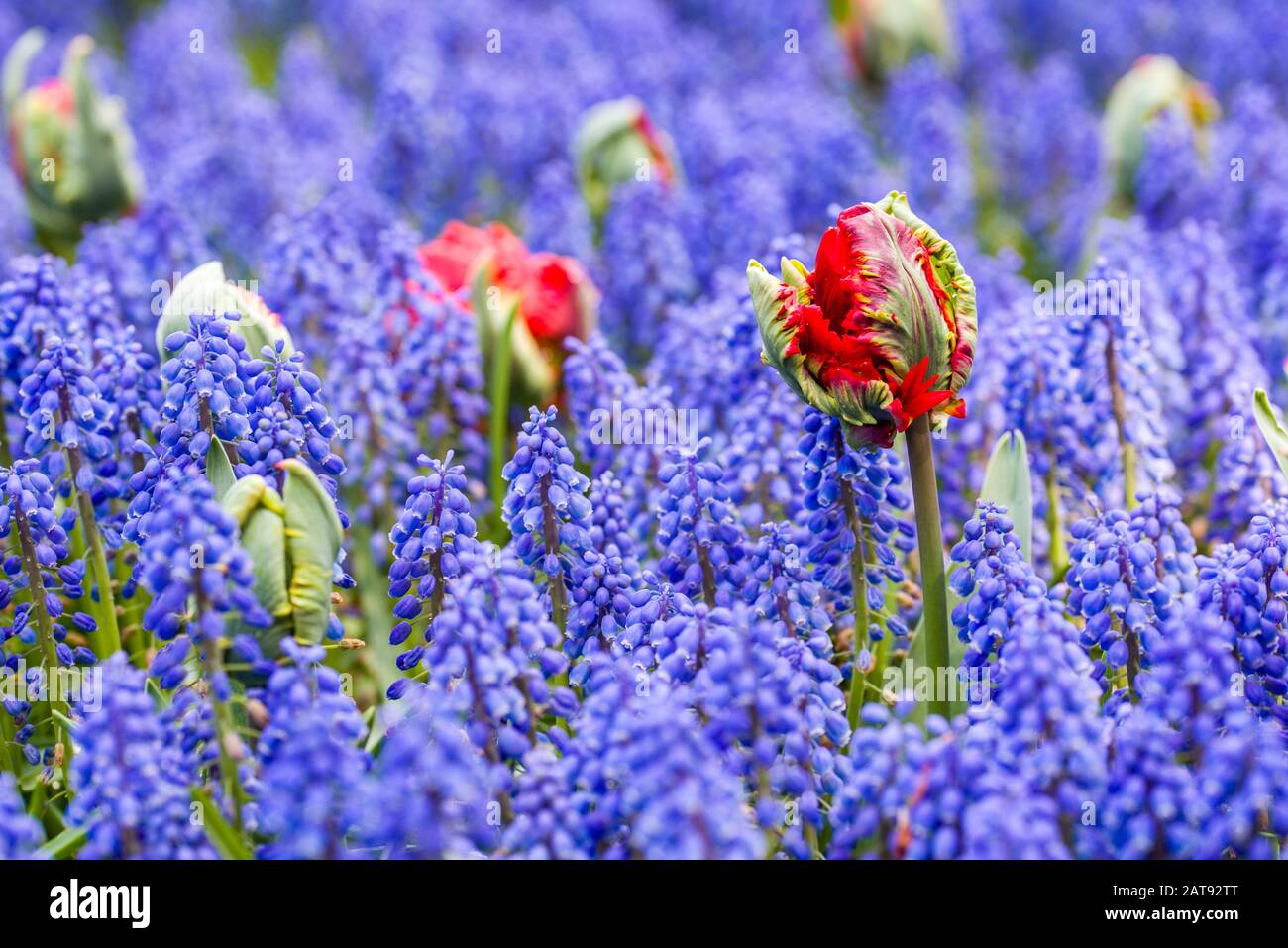 Tulips, the biggest symbol of beauty in netherlands. Field of tulips ...