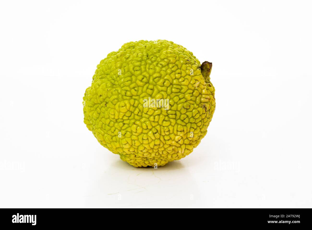 Fresh osage oranges or Maclura isolated on white background. Maclura ...