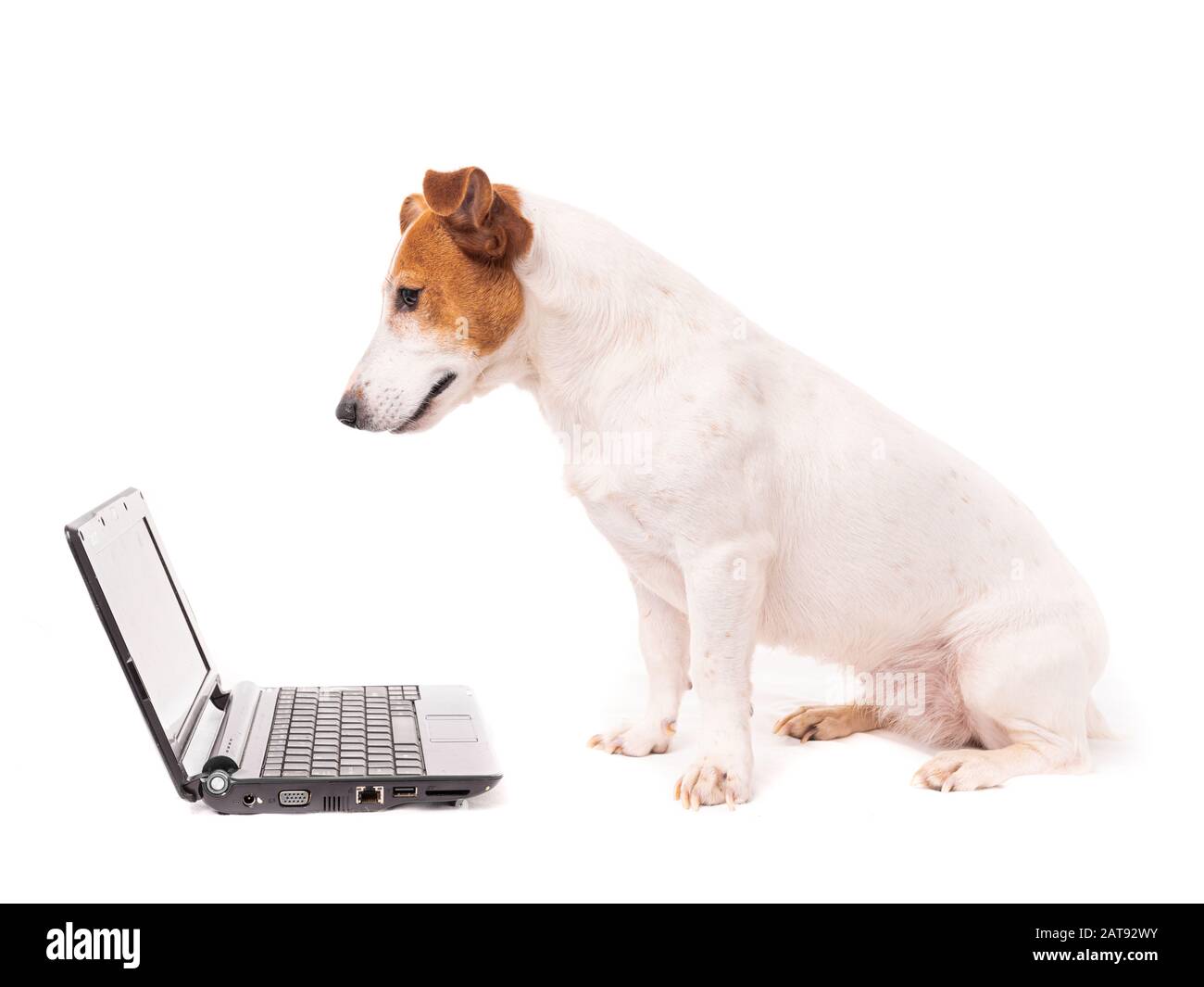 jack russell dog using a computer and browsing the internet Stock Photo ...