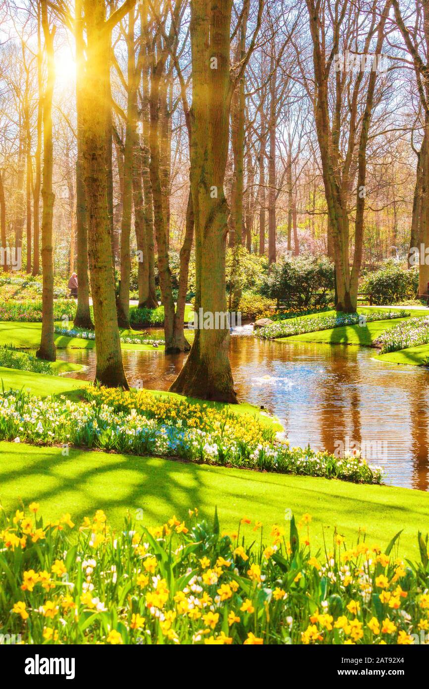 Spring landscape. Sun rays shining on a meadow flowers. garden in ...