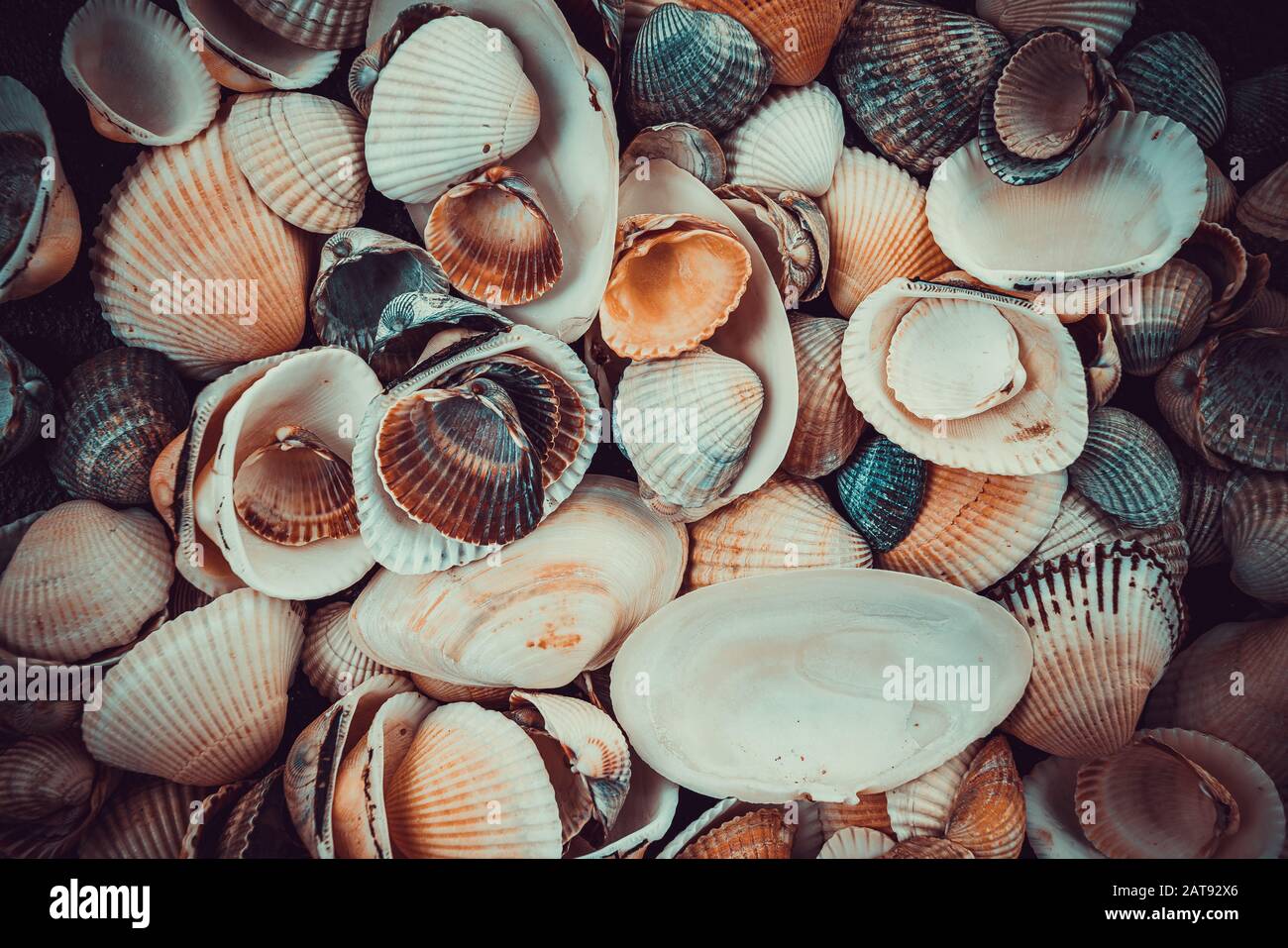 Mixed colorful sea shells as background Stock Photo - Alamy