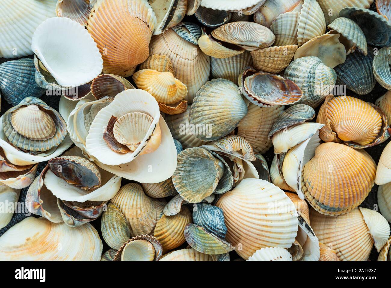beautiful background and texture of nature sea shell pattern Stock ...