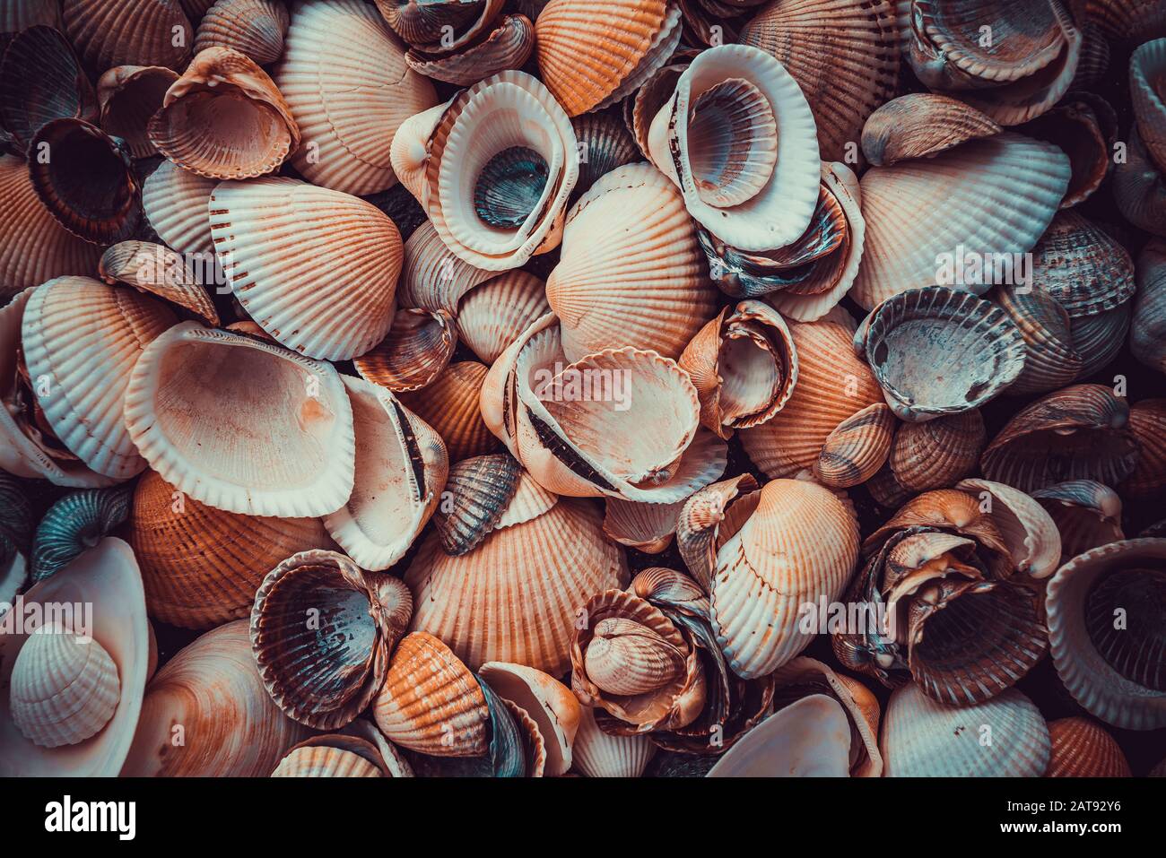 beautiful background and texture of nature sea shell pattern Stock ...