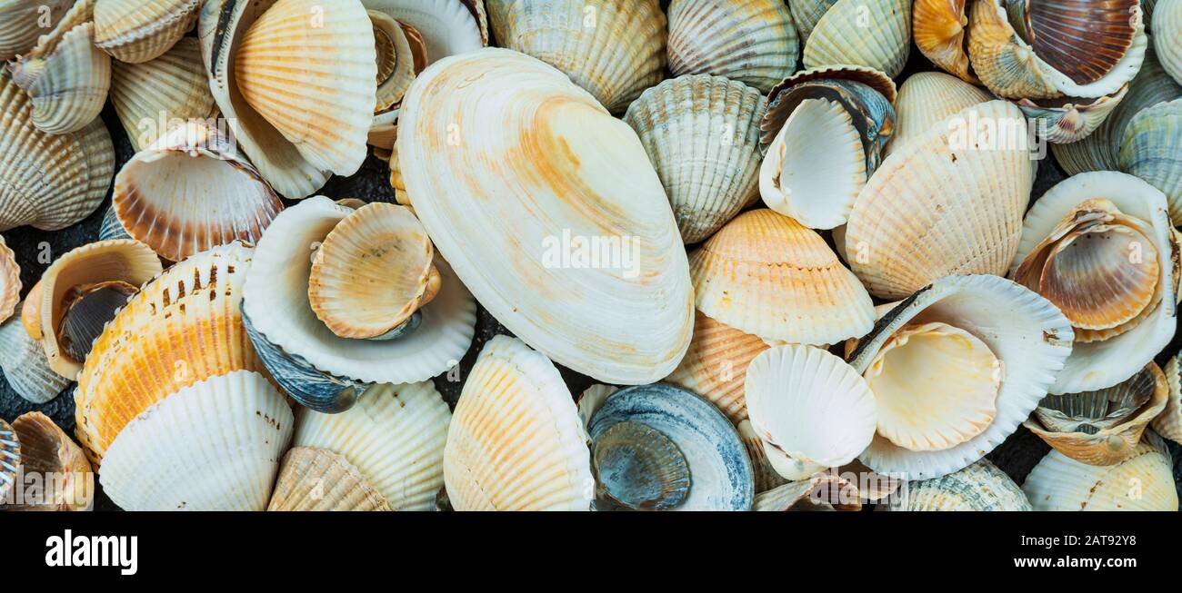 beautiful background and texture of nature sea shell pattern Stock ...