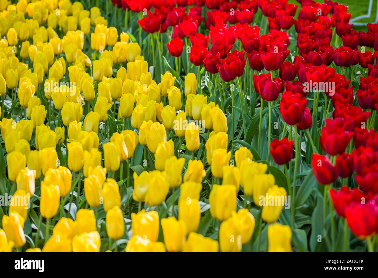 Tulips, the biggest symbol of beauty in netherlands. Field of tulips ...