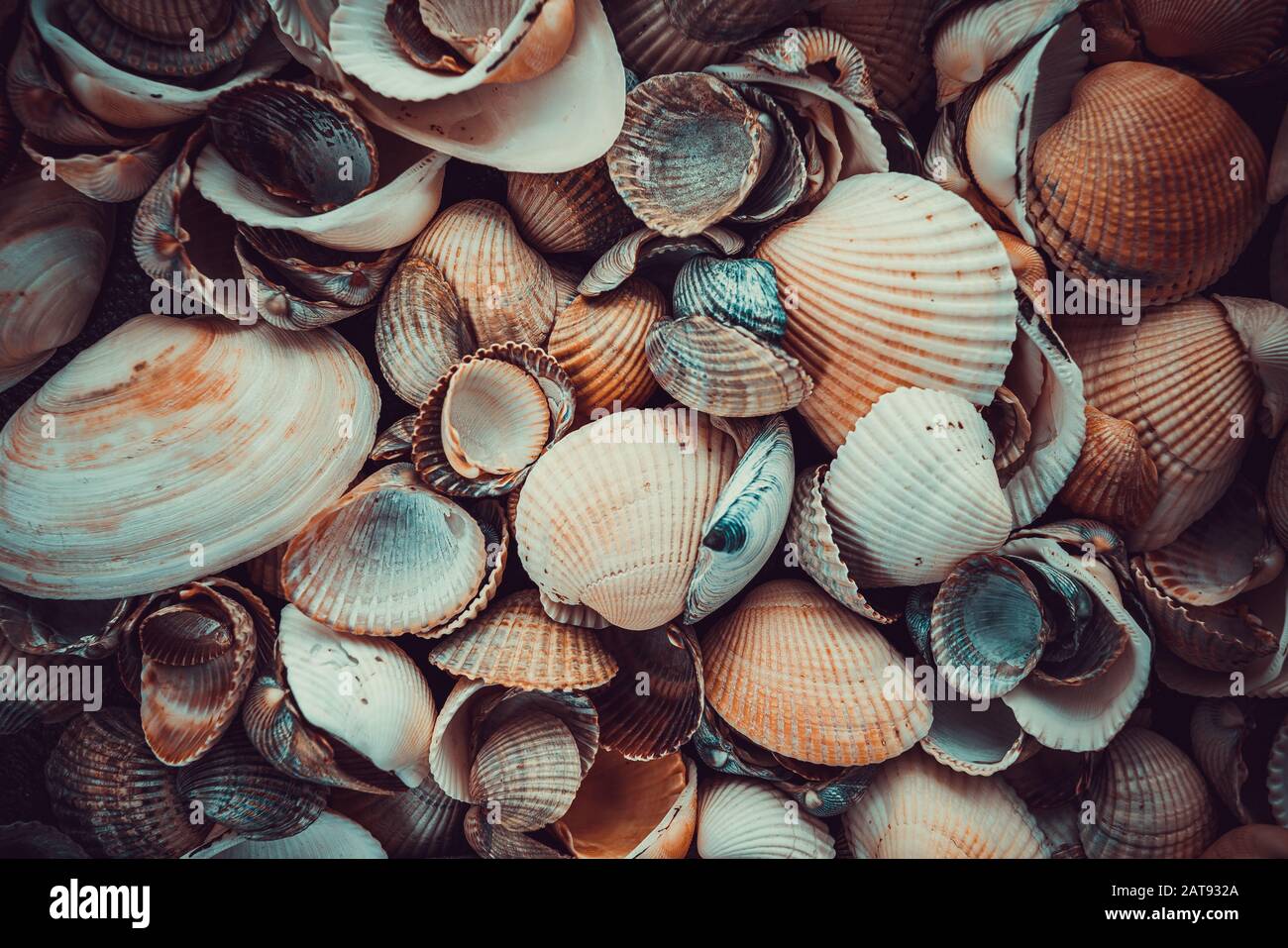 Mixed colorful sea shells as background. Sea Shell Texture Stock Photo ...