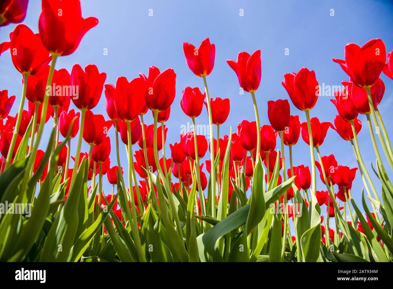 Tulips, the biggest symbol of beauty in netherlands. Field of tulips ...