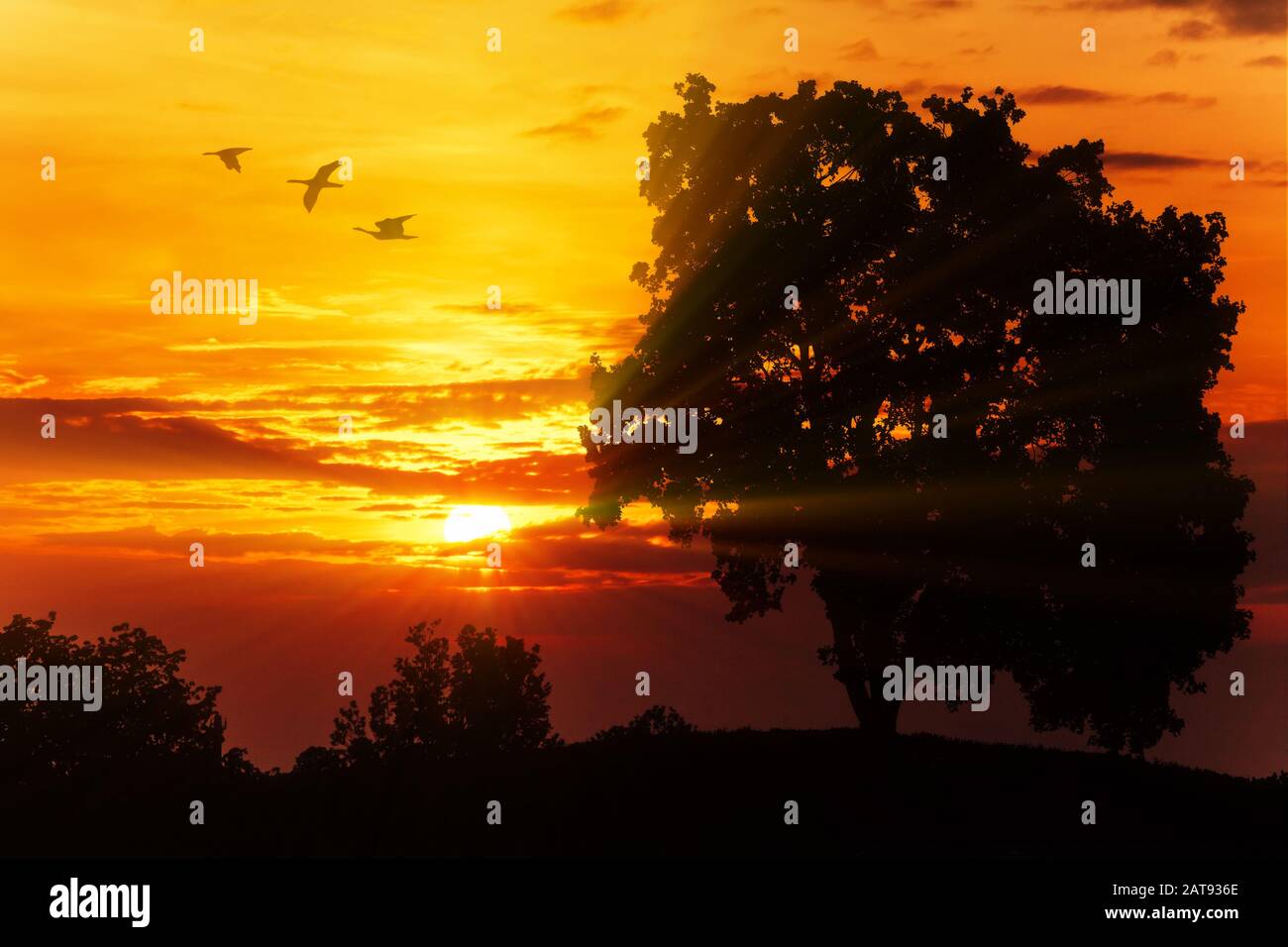 tree and birds on the sunset. beautiful sunrise. Nature background ...