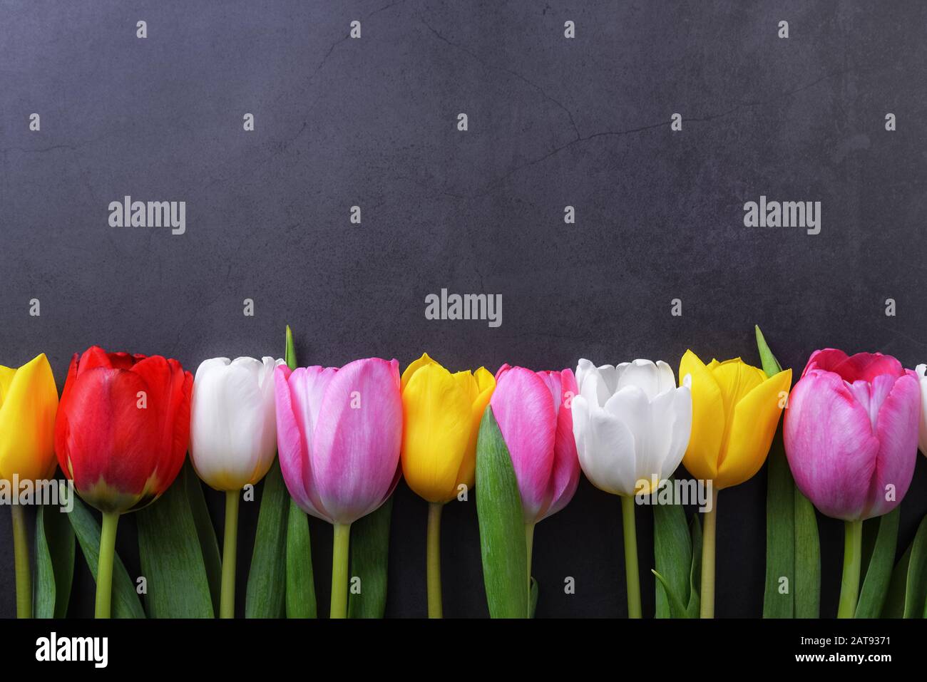 Multicolored tulips in a row against a dark gray stucco wall Stock ...