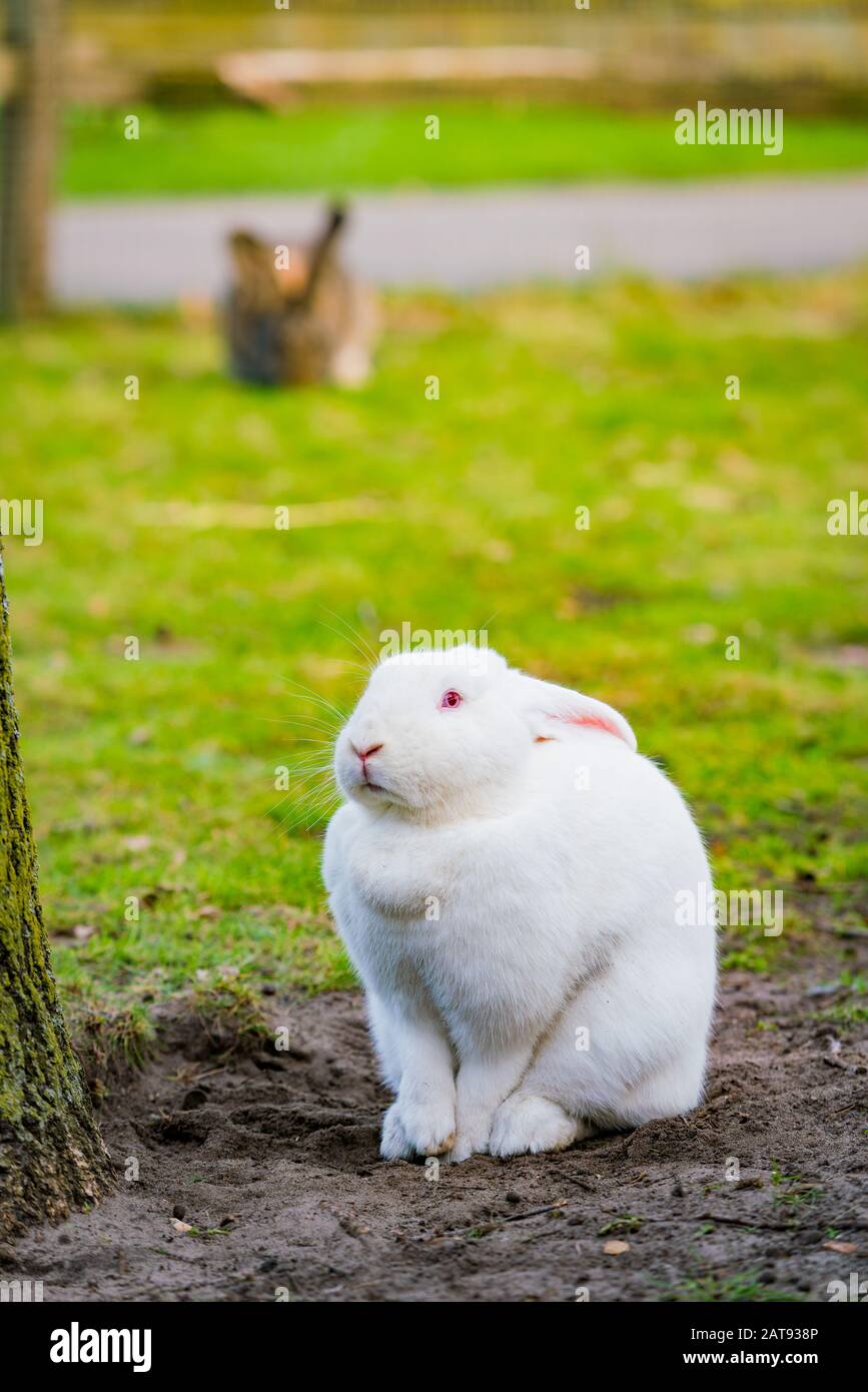 white rabbit playing in the garden Stock Photo - Alamy