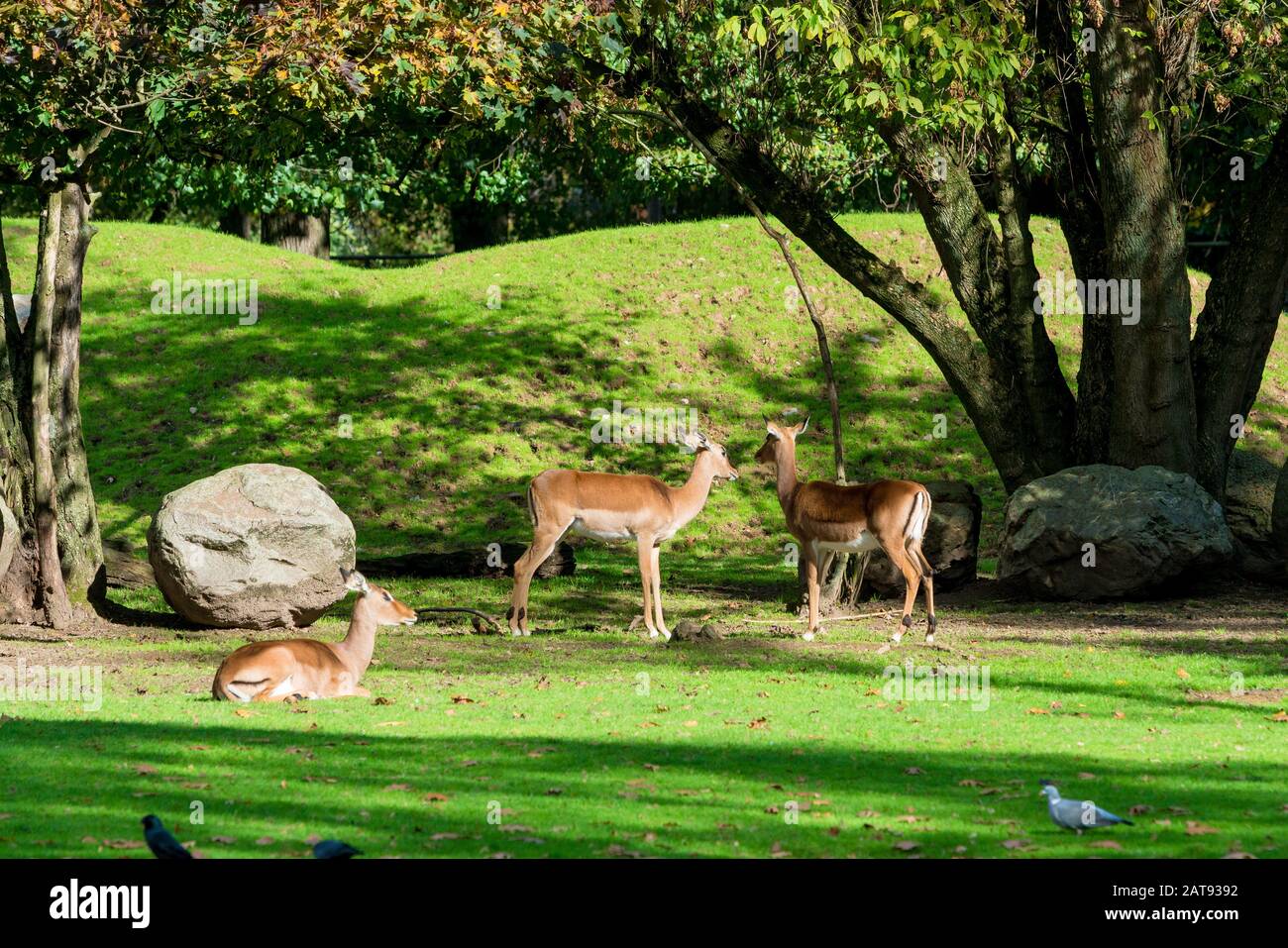 Real Forest Animals Together