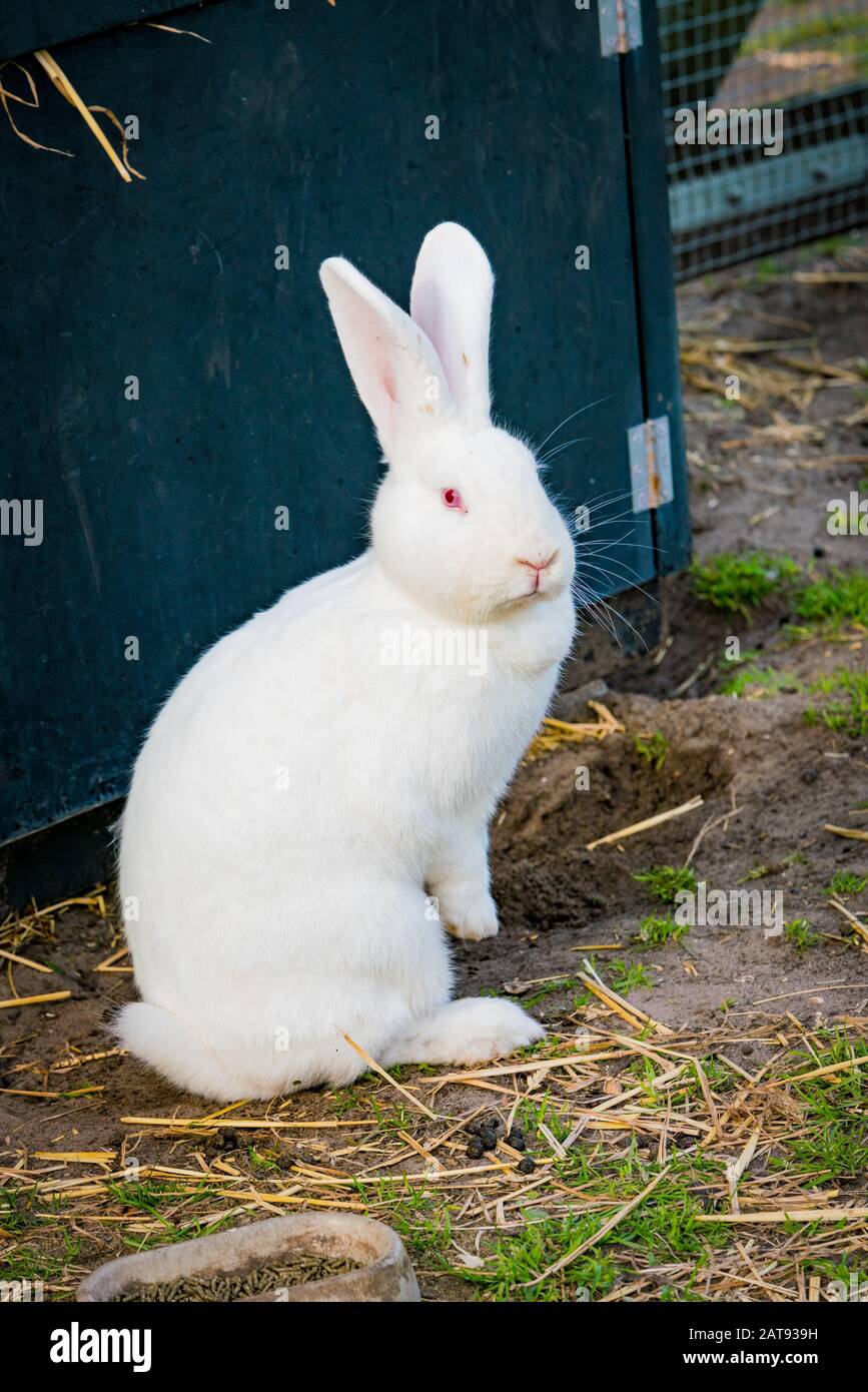 white rabbit playing in the garden Stock Photo - Alamy