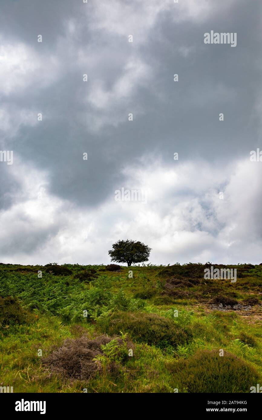 The Long Mynd is a part of the Shropshire Hills. Emerging suddenly and ...