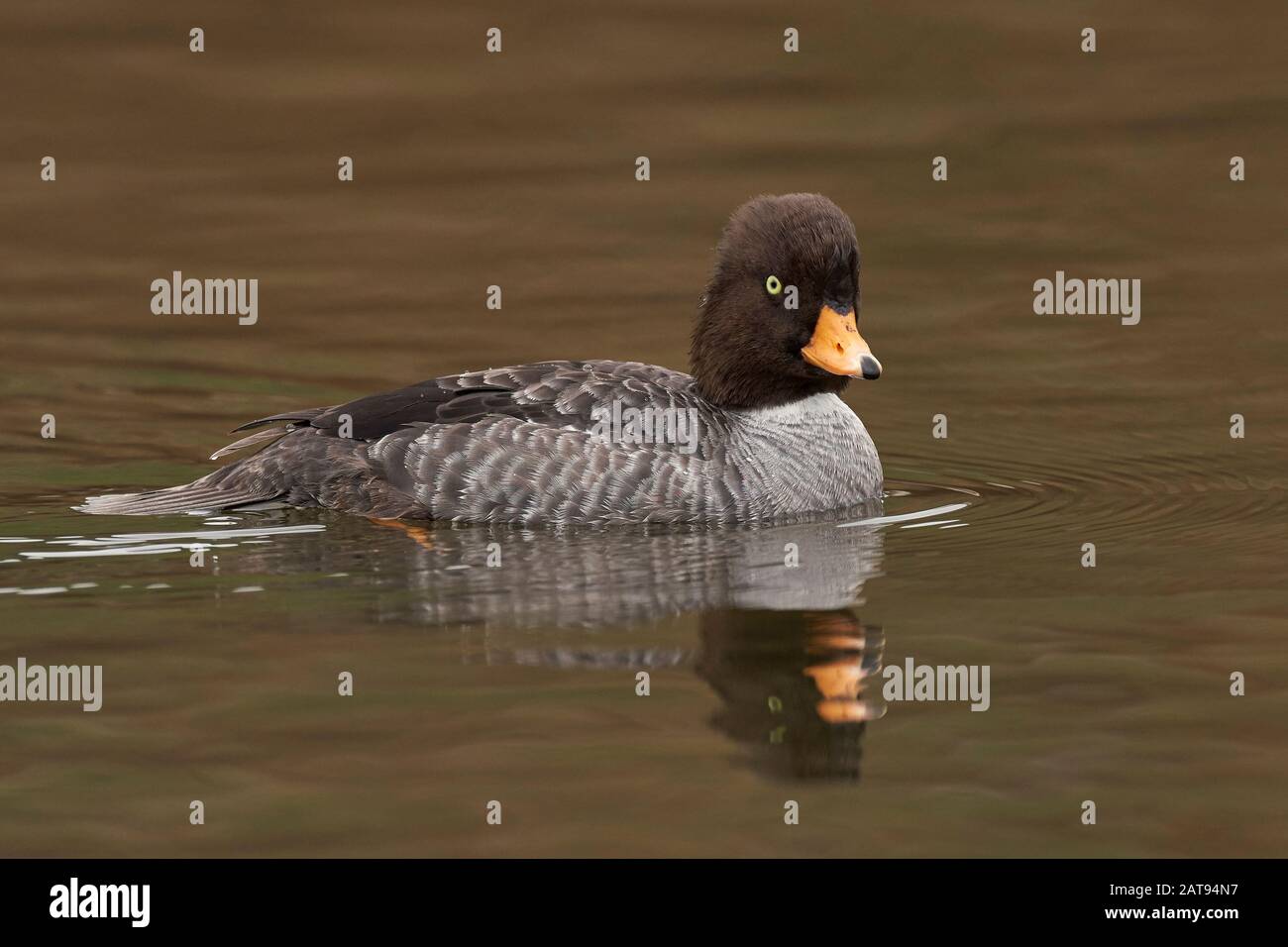 Female barrows goldeneye hi-res stock photography and images - Alamy