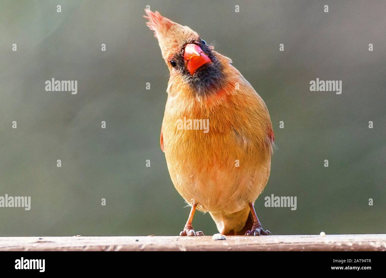 Curious look hi-res stock photography and images - Alamy