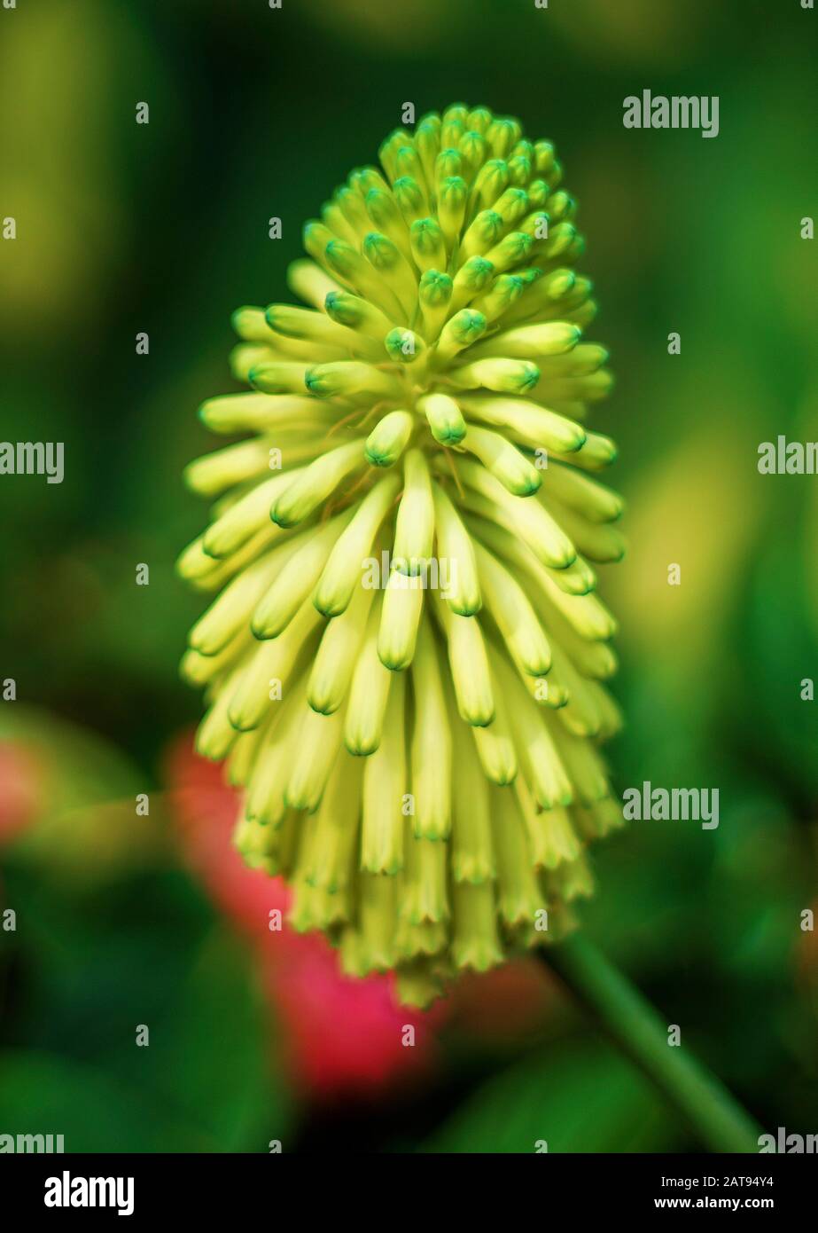 Green cone hi-res stock photography and images - Alamy