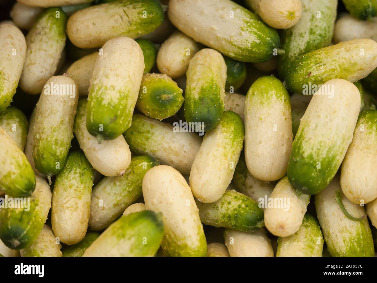 Miniature cucumbers hi-res stock photography and images - Alamy
