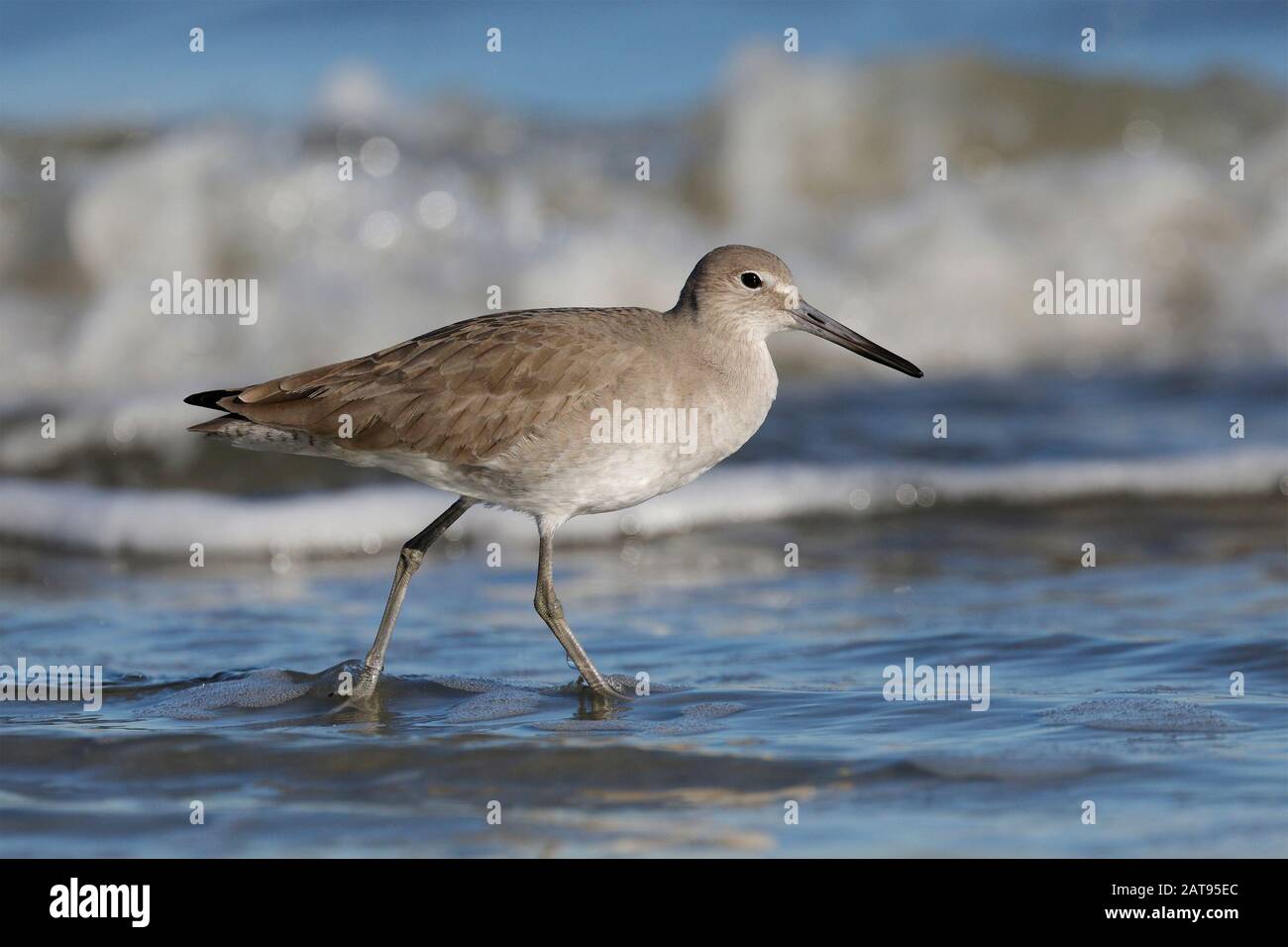 Willet (Tringa semipalmata) foraging on a beach in winter - Jekyll ...