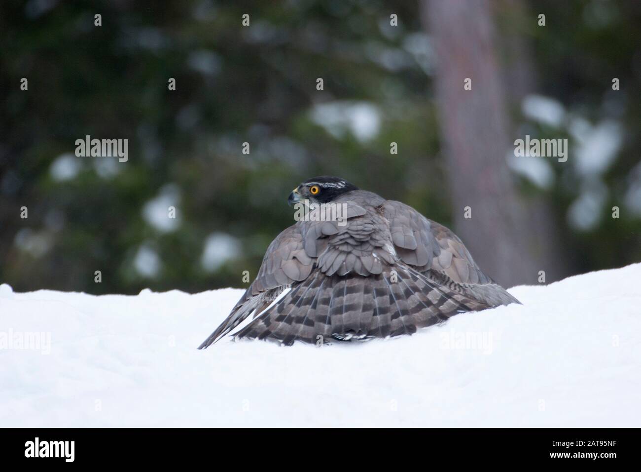 Mantling hi-res stock photography and images - Alamy