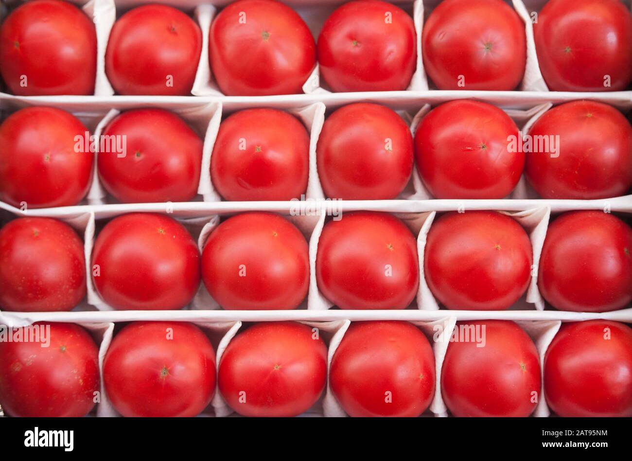 ripe red organic tomatoes stacked in a row with recycled paper cells ...
