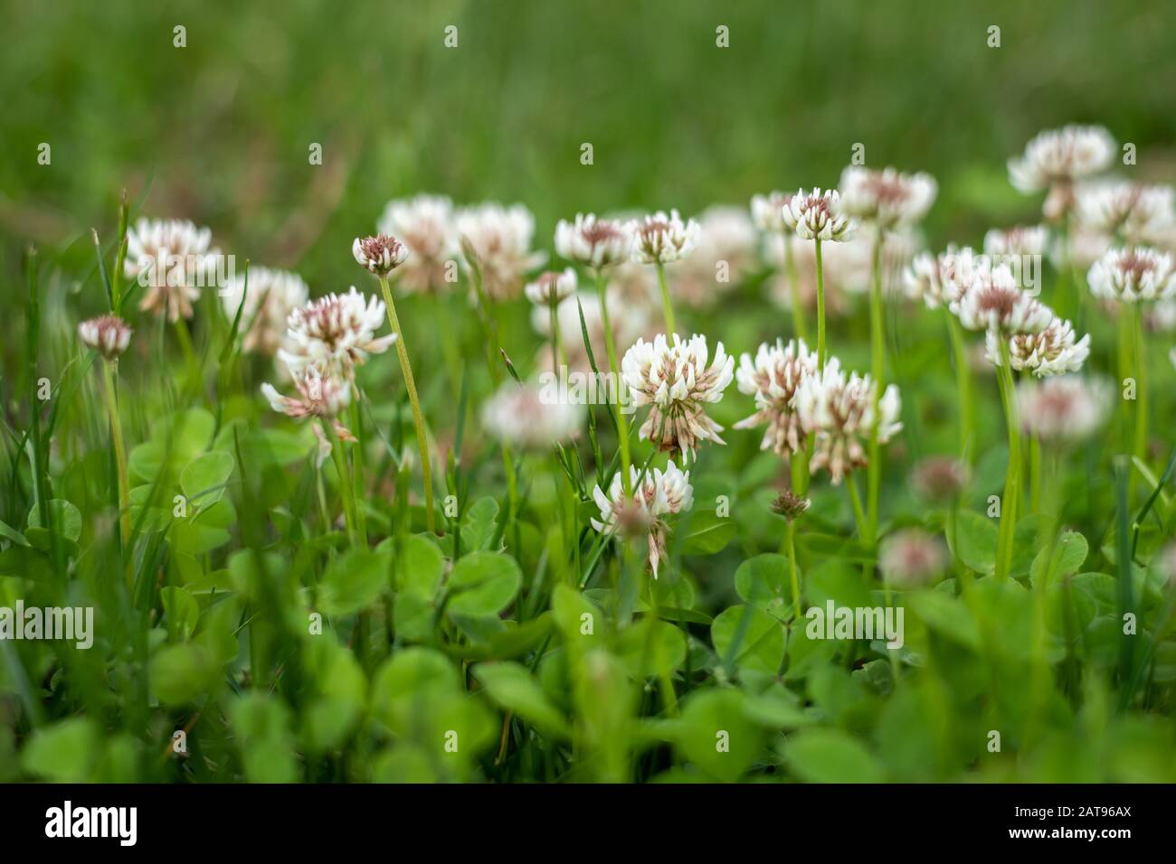 Trifolium repens field hi-res stock photography and images - Alamy
