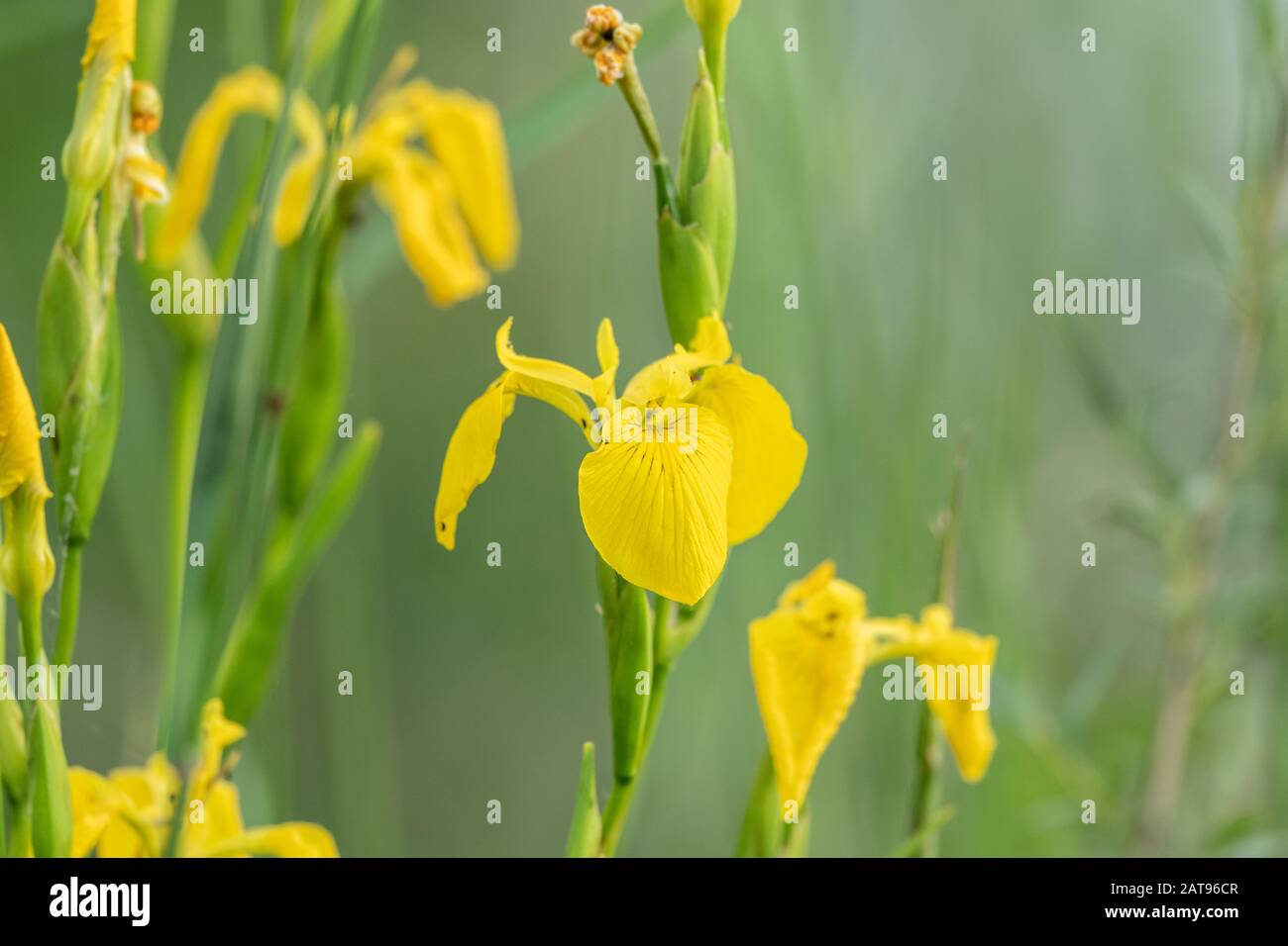 Swamp plant with flowers hi-res stock photography and images - Alamy