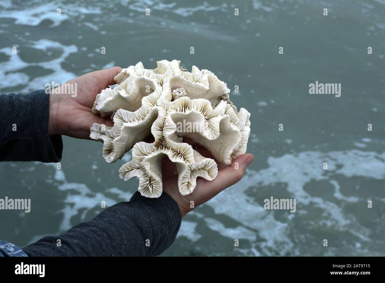Coral sea species hi-res stock photography and images - Alamy