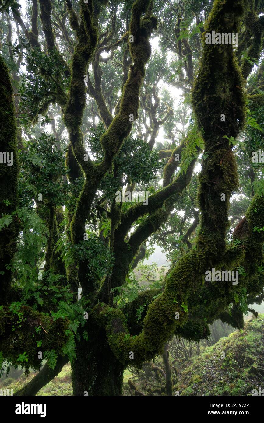 Laurisilva of madeira laurus nobilis hi-res stock photography and ...