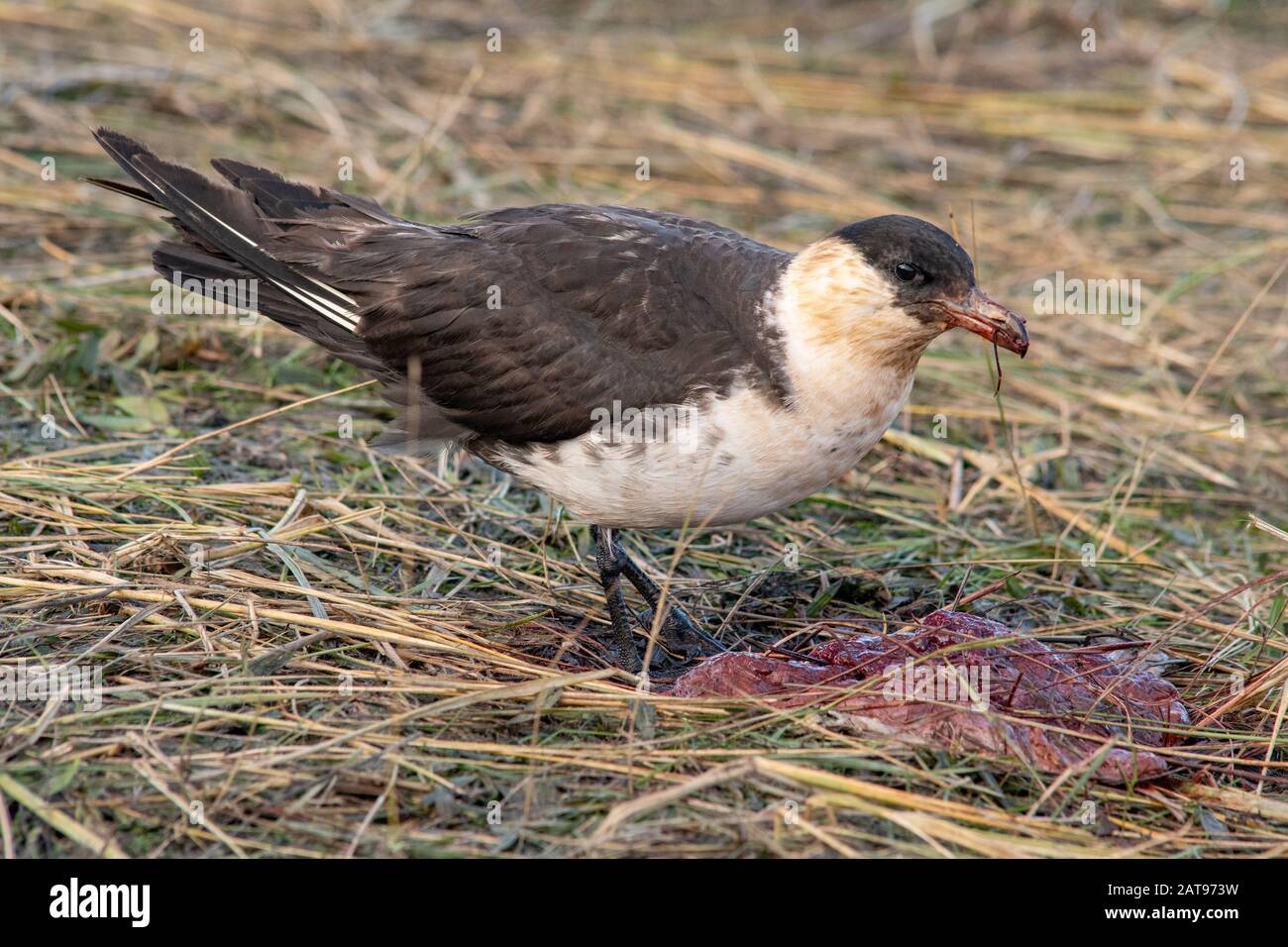 Pomarine Skua, Stercorarius pomarinus, Migrant on the beach ,Donna Nook ...