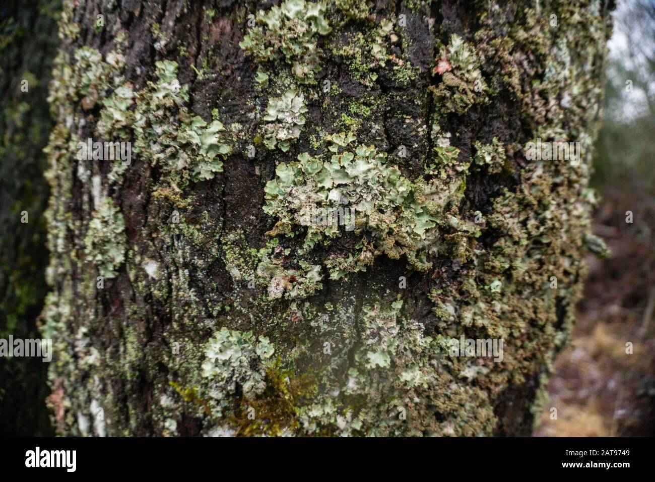 Tree trunk covered with green lychen. Close-up. Photo made in the High ...