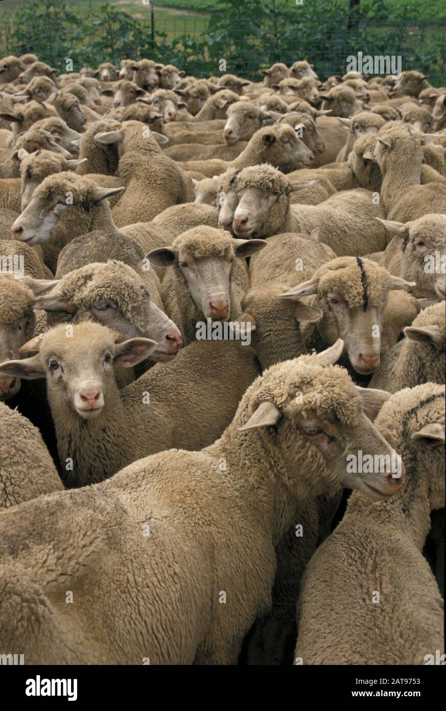 Bastrop, Texas: Sheep exhibit "herd mentality" in Central Texas ranch ...