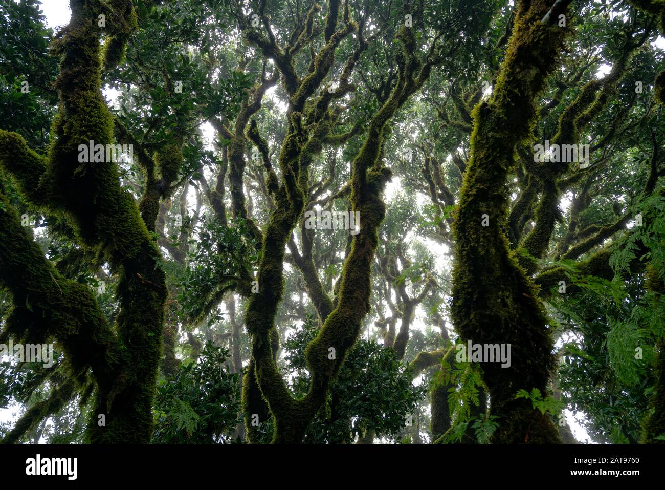 Til ancient tree on the Fanal Portuguese National Park in Madeira ...