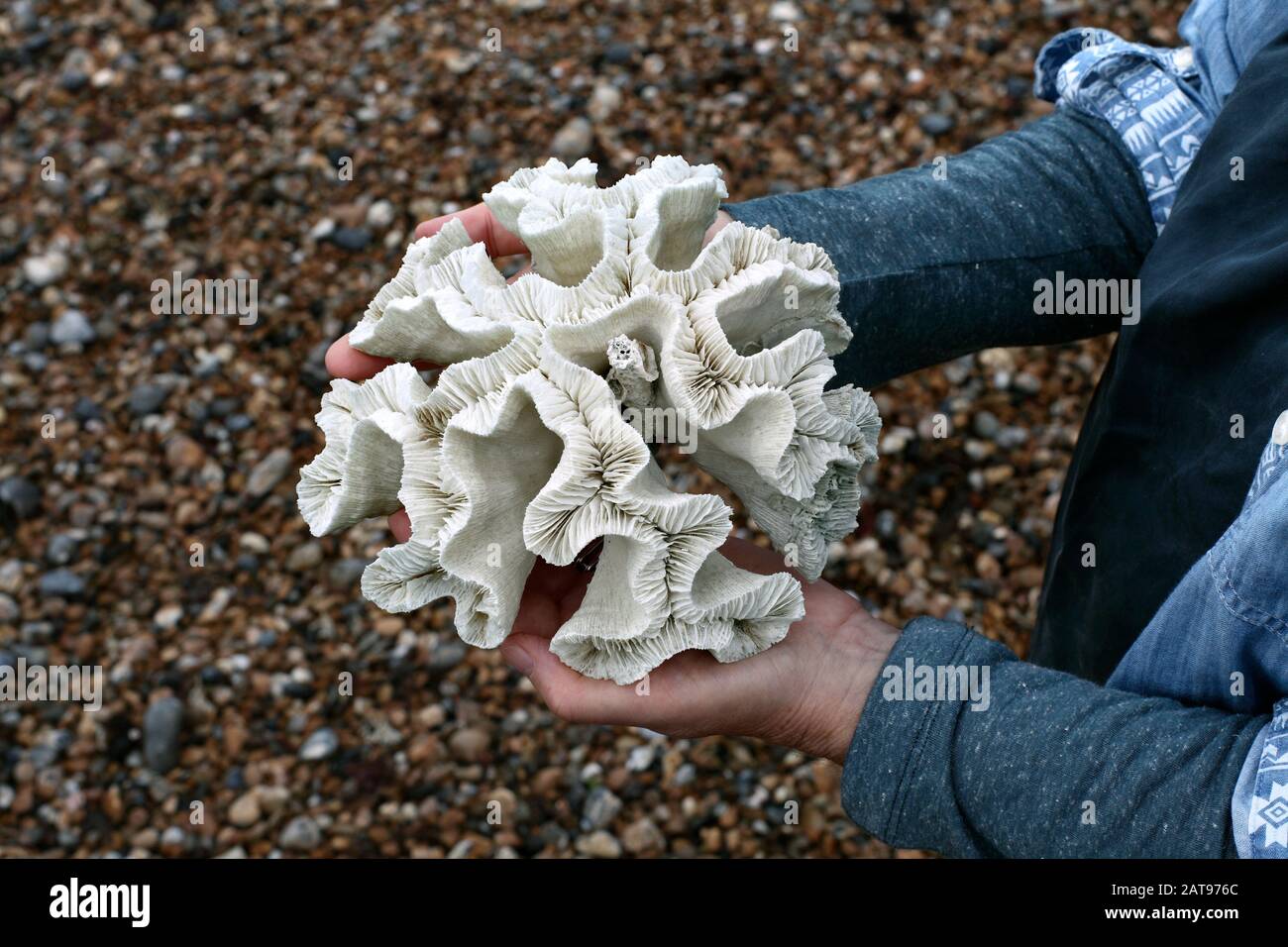 Person holding a piece of coral Stock Photo - Alamy