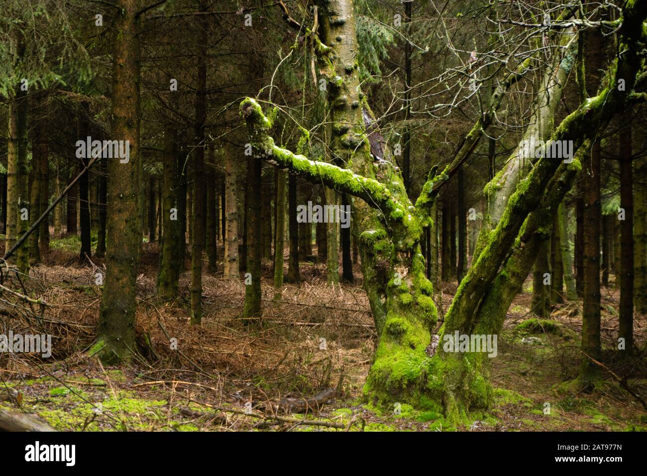 Old tree stem covered with moss in dark pines wood. Photo made in the ...