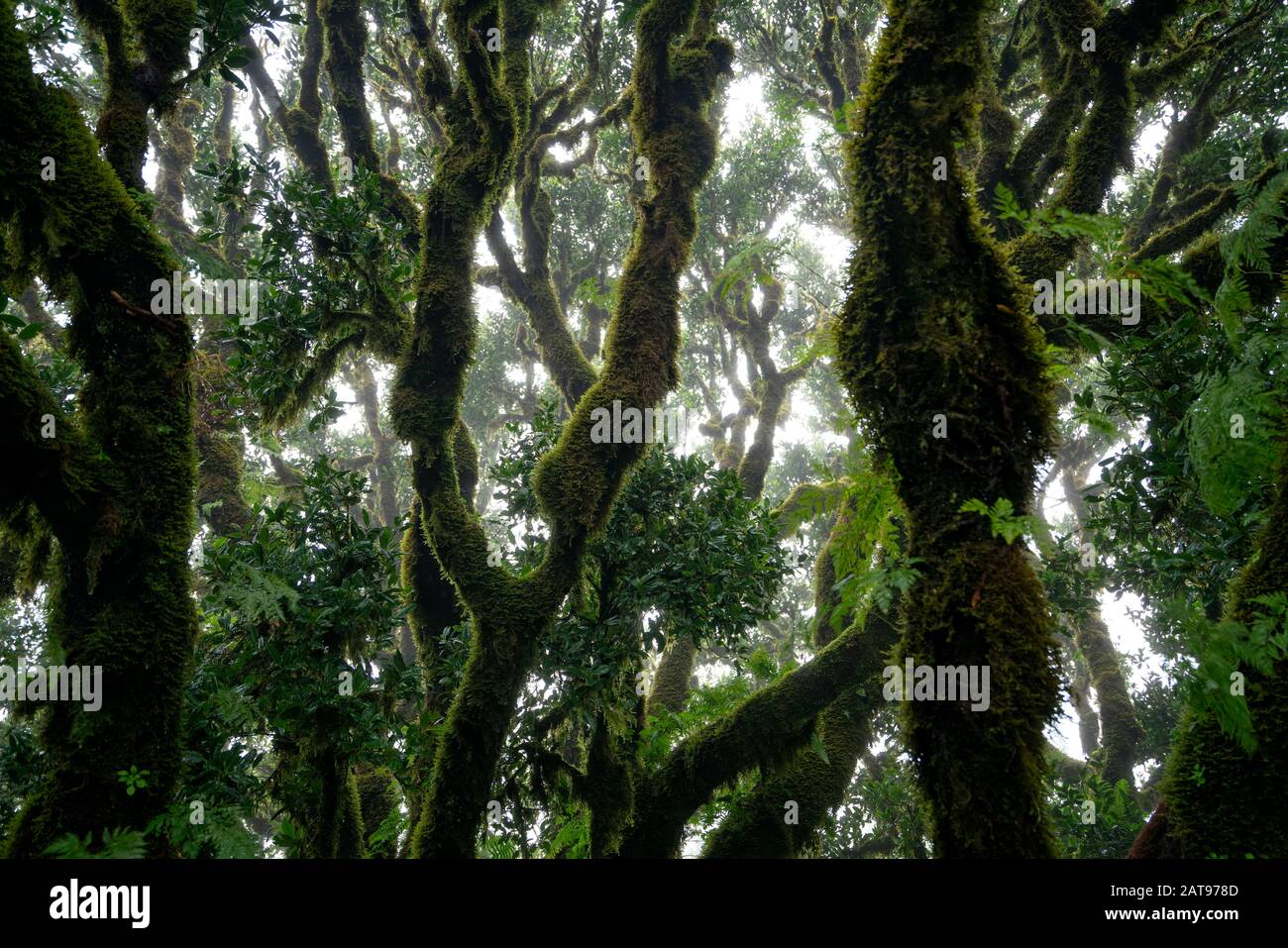 Fanal National Park High Resolution Stock Photography and Images - Alamy