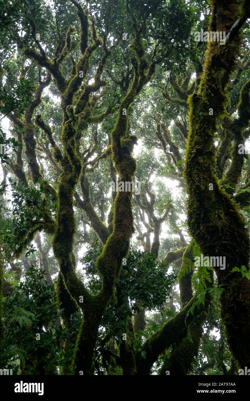 Fanal national park hi-res stock photography and images - Alamy