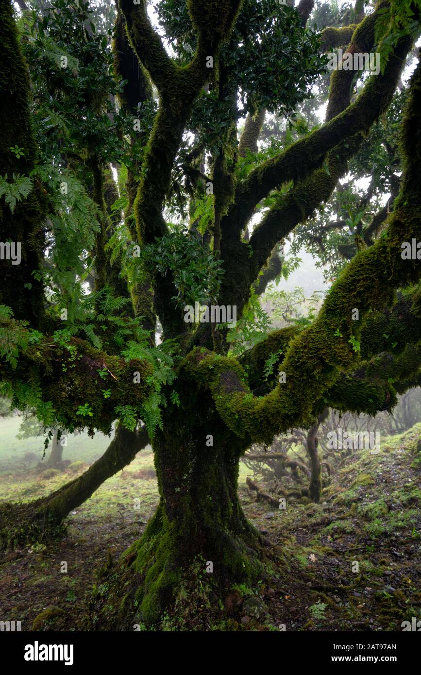 Fanal National Park High Resolution Stock Photography and Images - Alamy