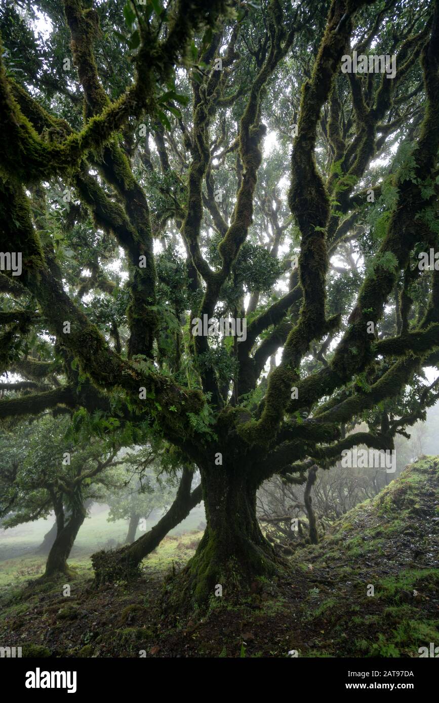 Fanal National Park High Resolution Stock Photography and Images - Alamy