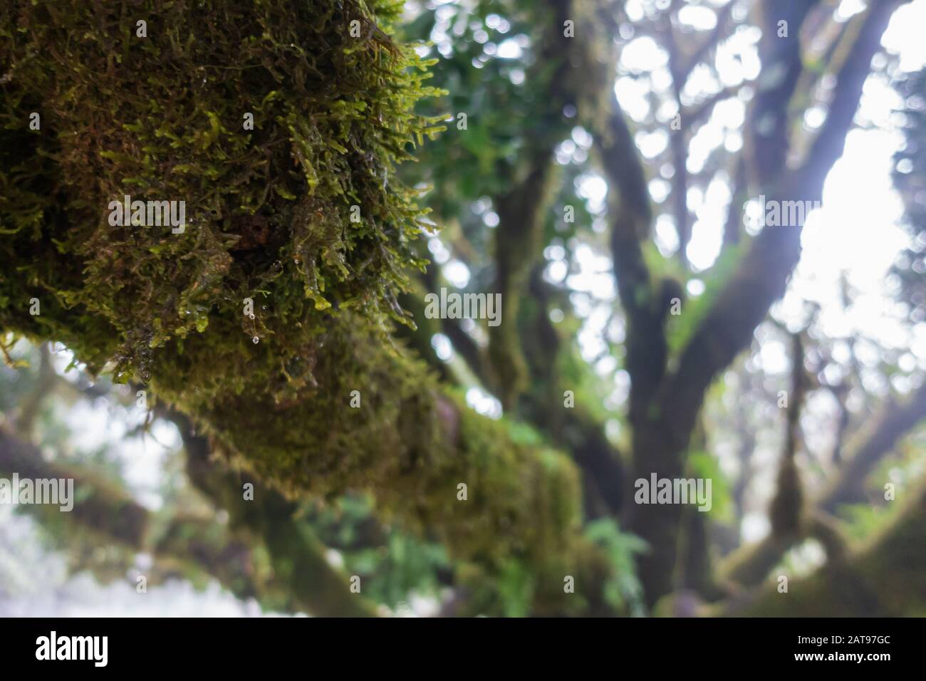 Til ancient tree on the Fanal Portuguese National Park in Madeira ...