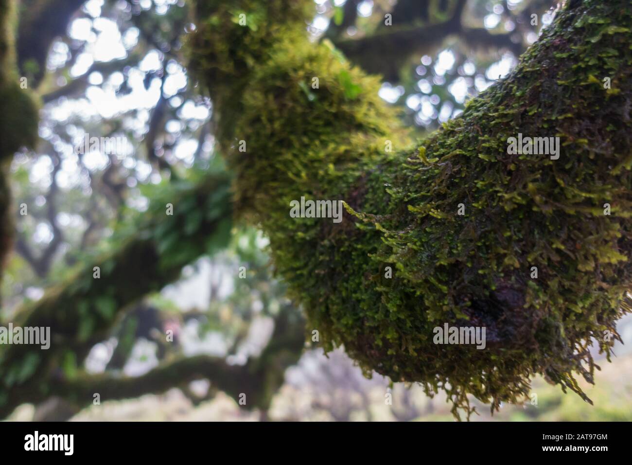 Portuguese laurel tree hi-res stock photography and images - Alamy