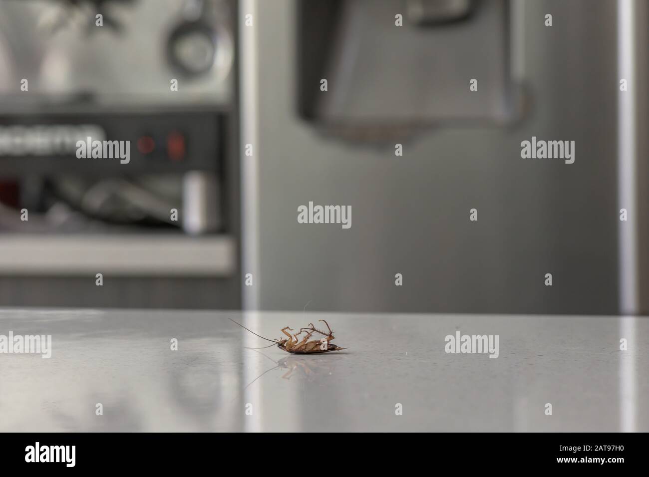 Dead Cockroach On A Kitchen Bench Stock Photo - Alamy