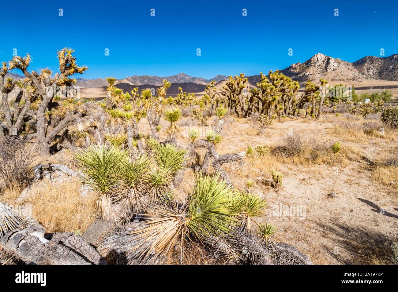 Isabella tree hi-res stock photography and images - Alamy