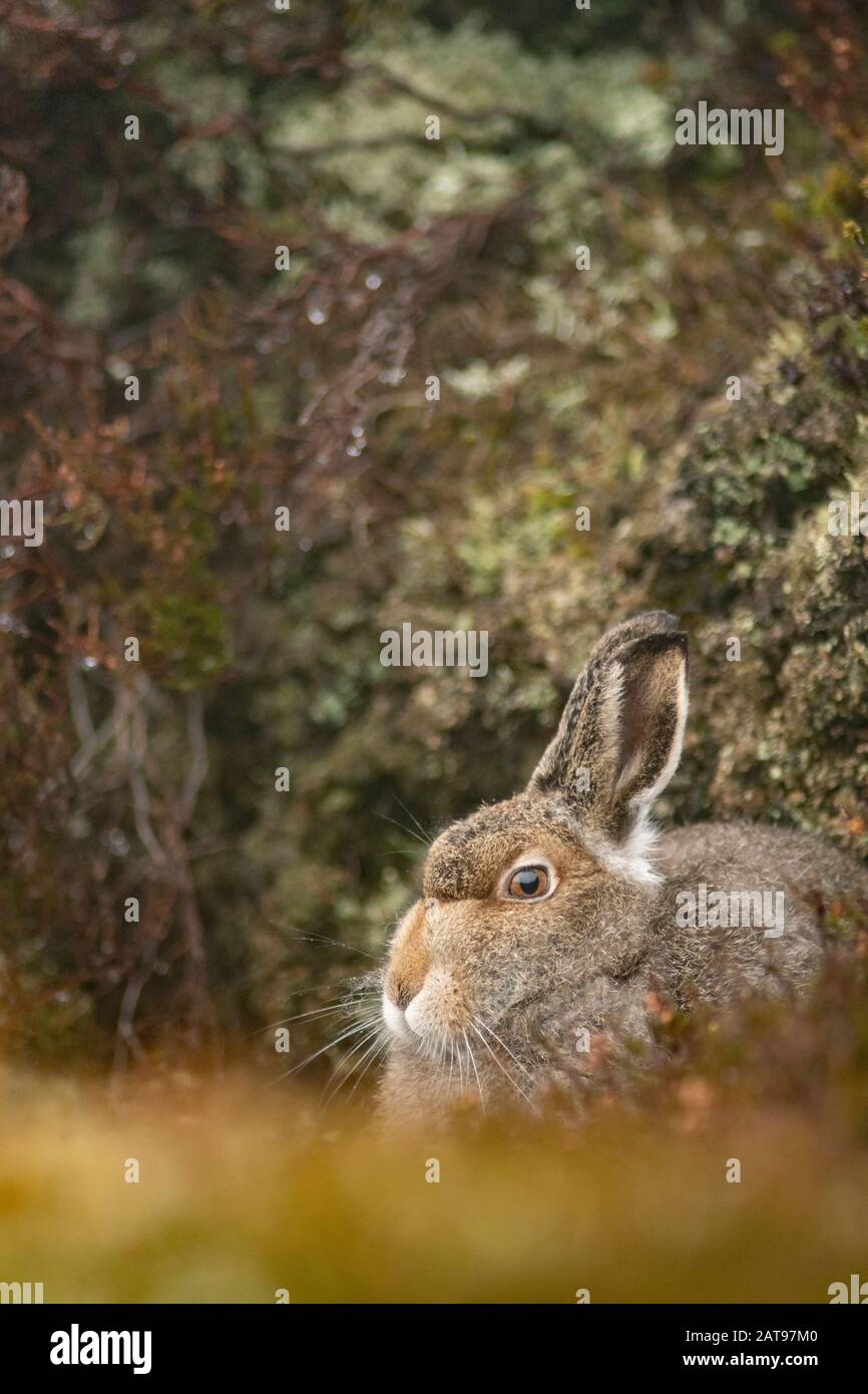 Mountain Hare, Lepus timidus, Findhorn Valley, November Stock Photo - Alamy