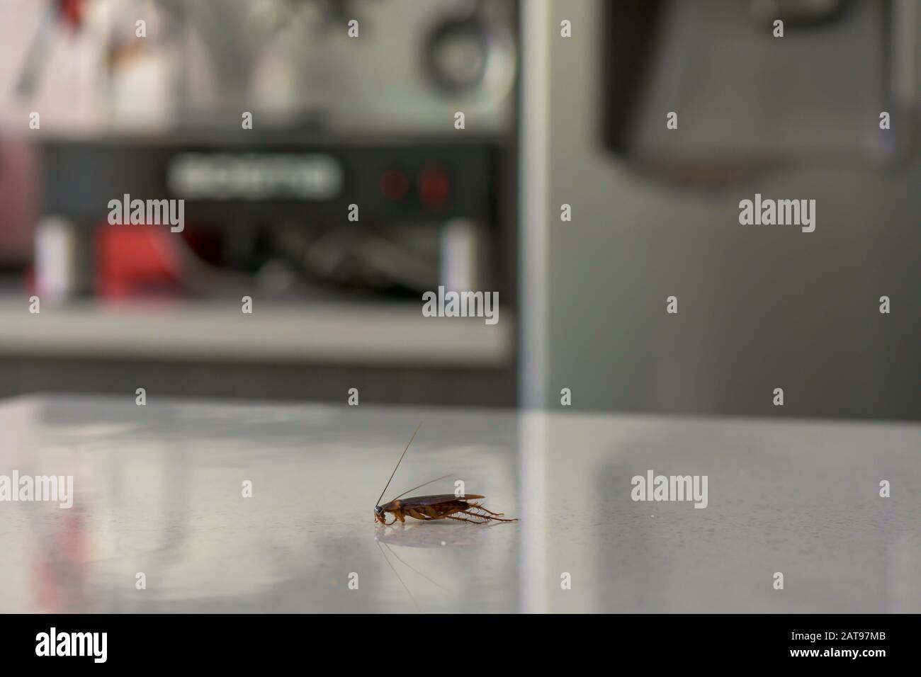 Cockroach In A Kitchen, Home In Need Of Pest Control Stock Photo - Alamy