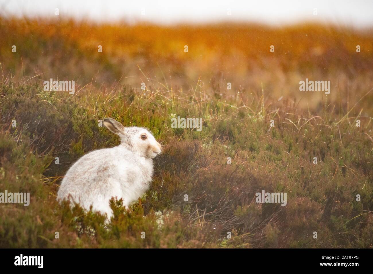 Mountain Hare, Lepus timidus, Findhorn Valley, November Stock Photo - Alamy