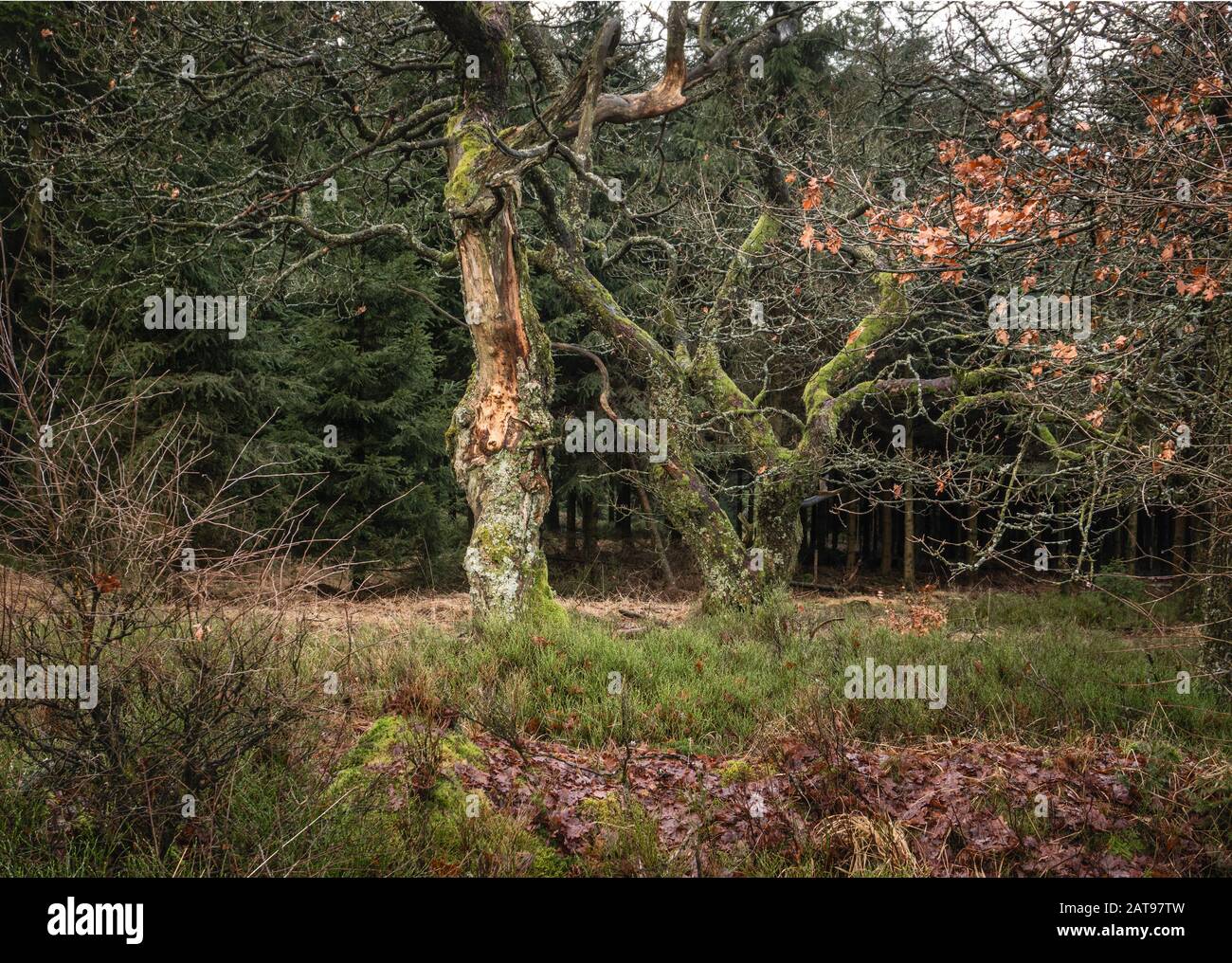 Decidous trees hi-res stock photography and images - Alamy