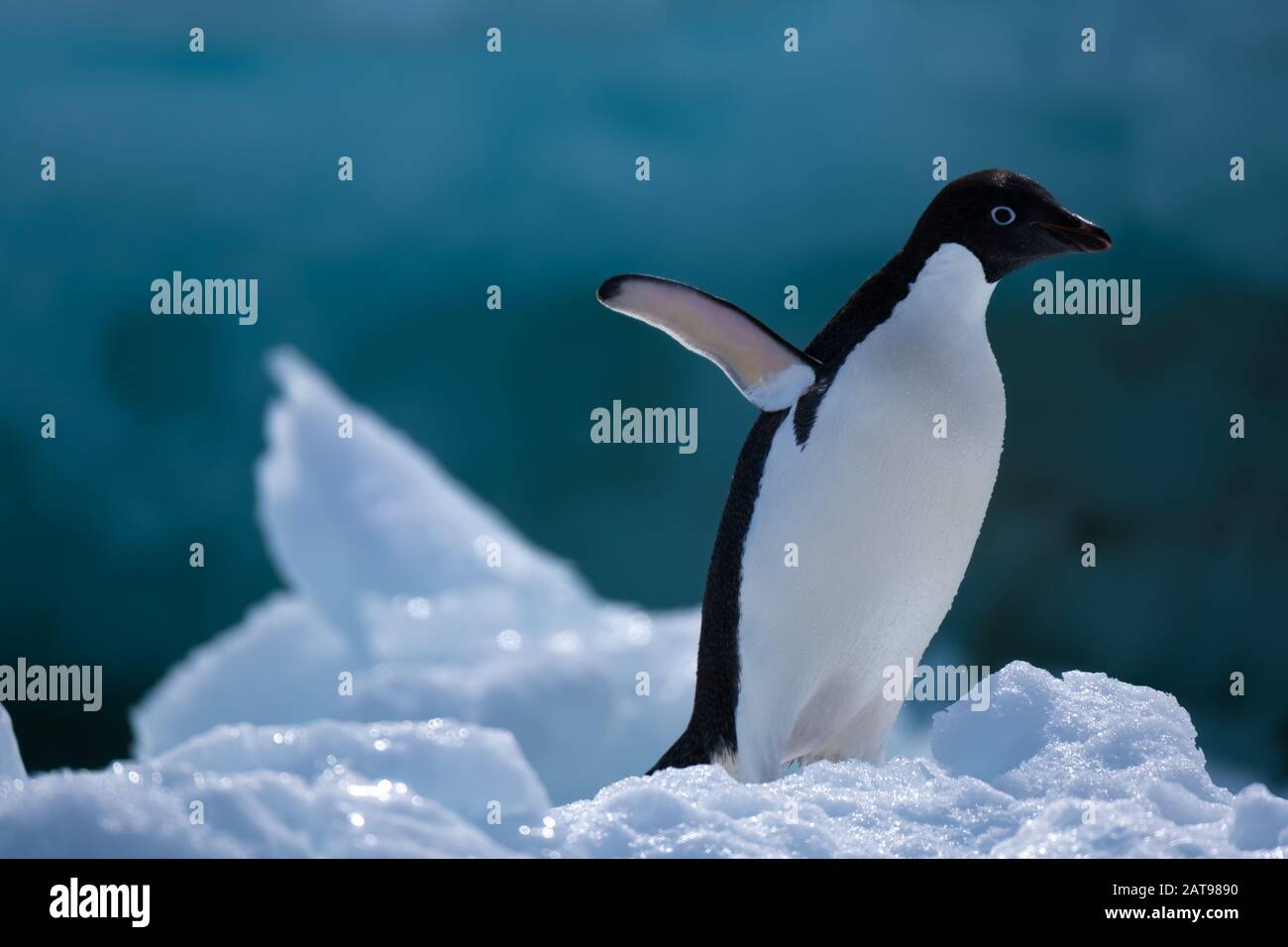 Adelie penguins on icebergs and icefloats along the coast of the ...